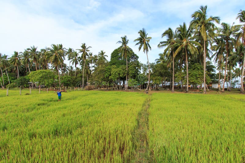 Farmer Working of a Rice Field in Palawan, Philippines Stock Image ...