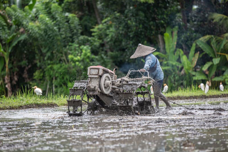 A Photograph of a Farmer Working in the Rice Field Stock Photo - Image ...