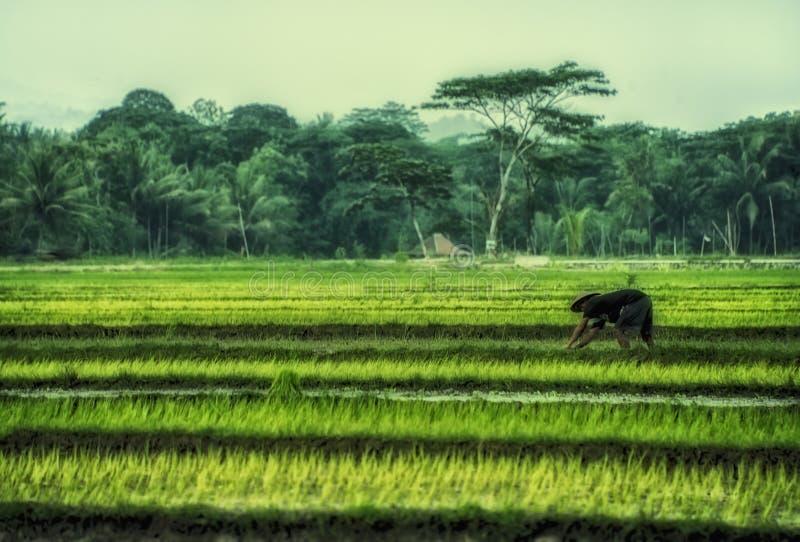 Farmer Working in the Rice Field Editorial Photography - Image of rice ...