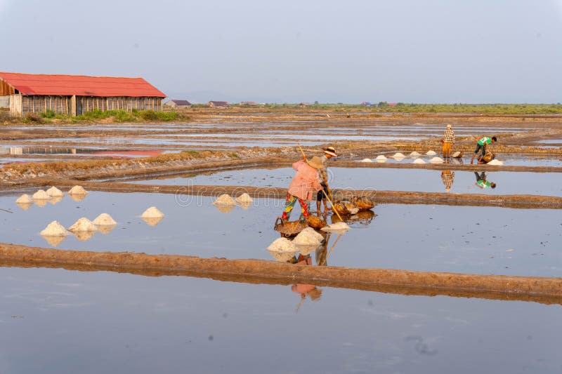 Farmer Working in the Rice Fields in Kampot, Cambodia Stock Photo ...