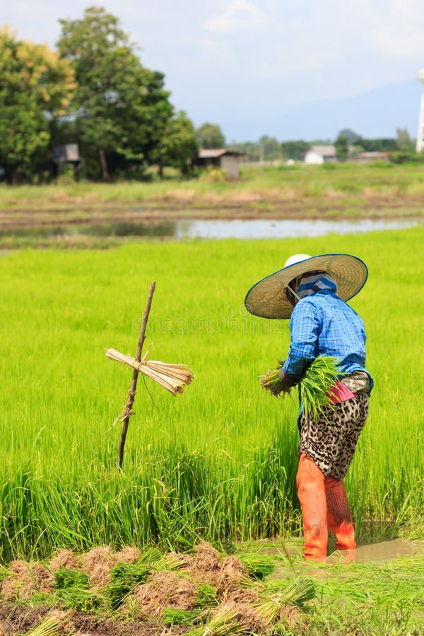 A Farmer Working Rice Plant in Farm of Thailand Stock Image - Image of ...