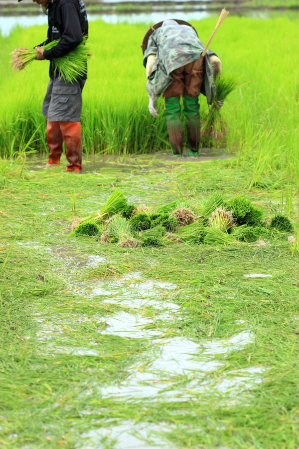 A Farmer Working Rice Plant in Farm of Thailand Stock Photo - Image of ...