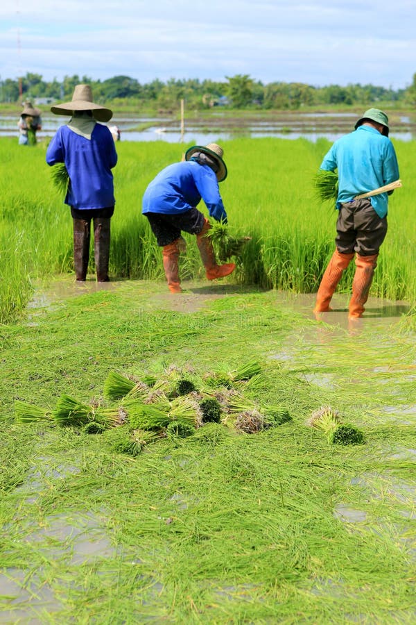 A Farmer Working Rice Plant in Farm of Thailand Stock Photo - Image of ...