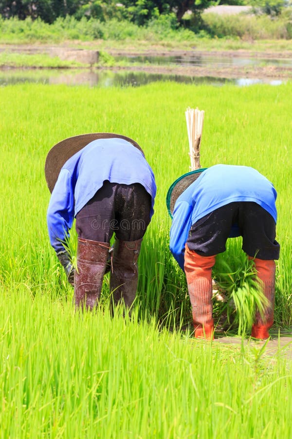 Farmer Working Rice Plant in Farm of Thailand Stock Image - Image of ...