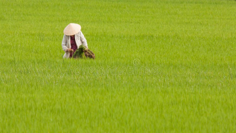Rice Farming, Vietnam stock photo. Image of rice, work - 31871624