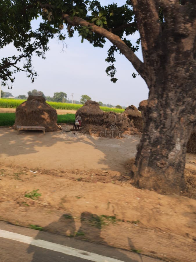 A Farmer Working in a Road-side Barn. Stock Image - Image of grain ...