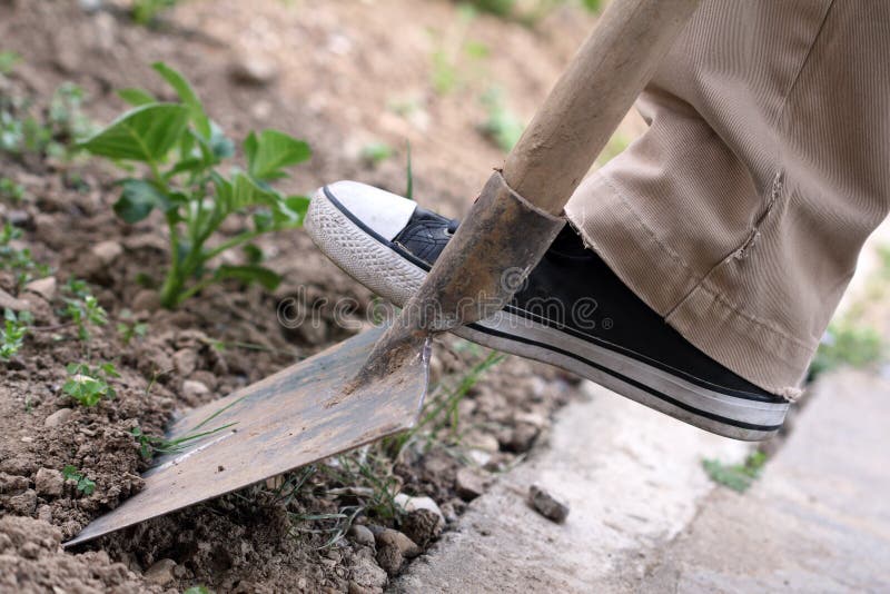 Farmer Working with a Spade Stock Photo - Image of person, agriculture ...