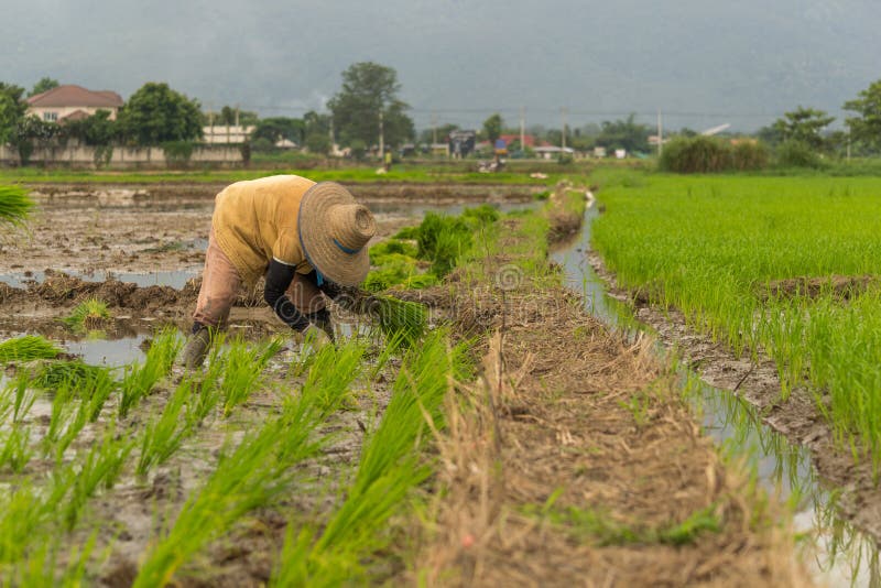 Farmer working editorial photo. Image of crop, field - 61152096