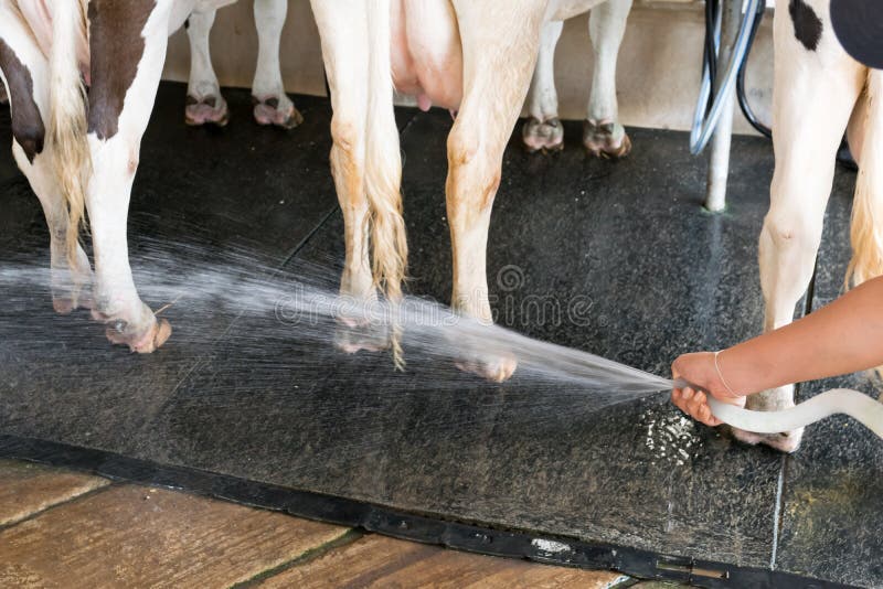 Farmer Working To Clean Cows. Stock Photo - Image of agricultural ...