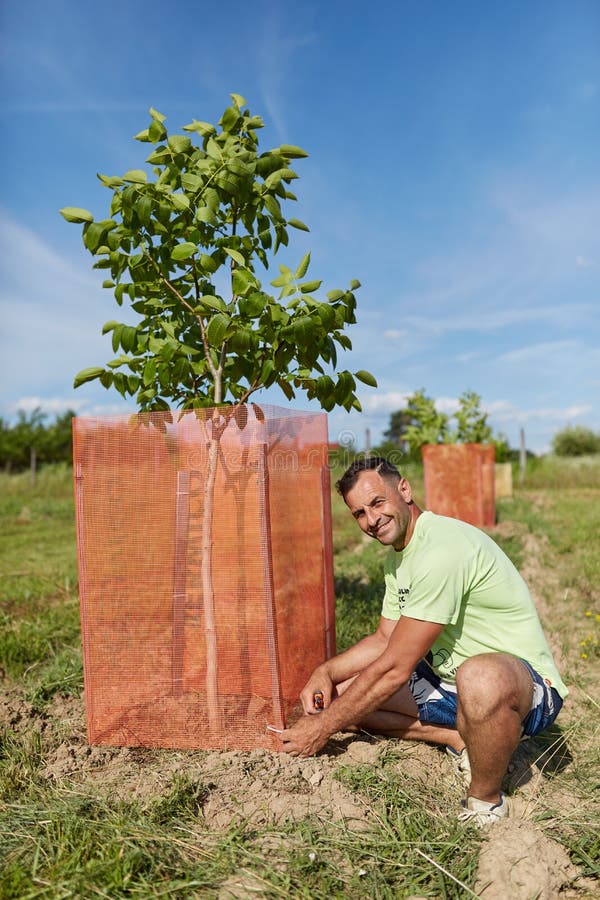 Farmer Working on Walnut Trees Stock Photo - Image of orchard, season ...