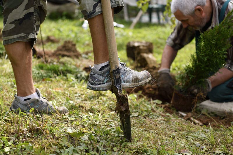 Farmer Works by Planting Shrubs in the Garden Soil Stock Image - Image ...