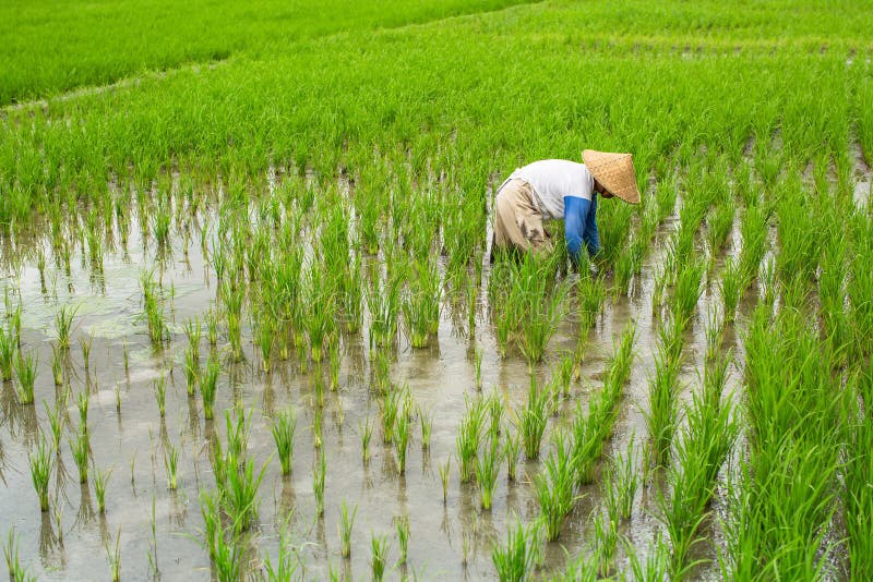 Farmer Works in a Rice Field. Agriculture. Stock Image - Image of ...