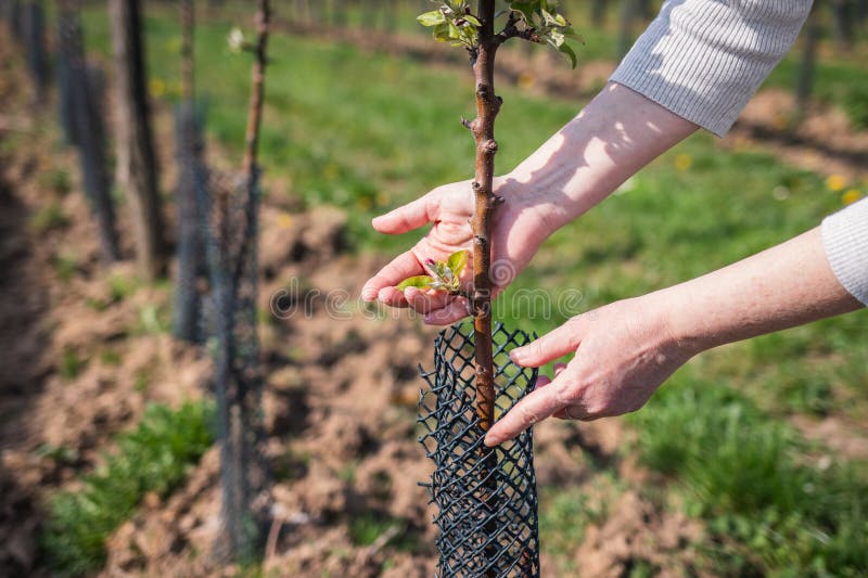 Farmer is Wrapping Protective Net at Fruit Sapling in Orchard Stock ...