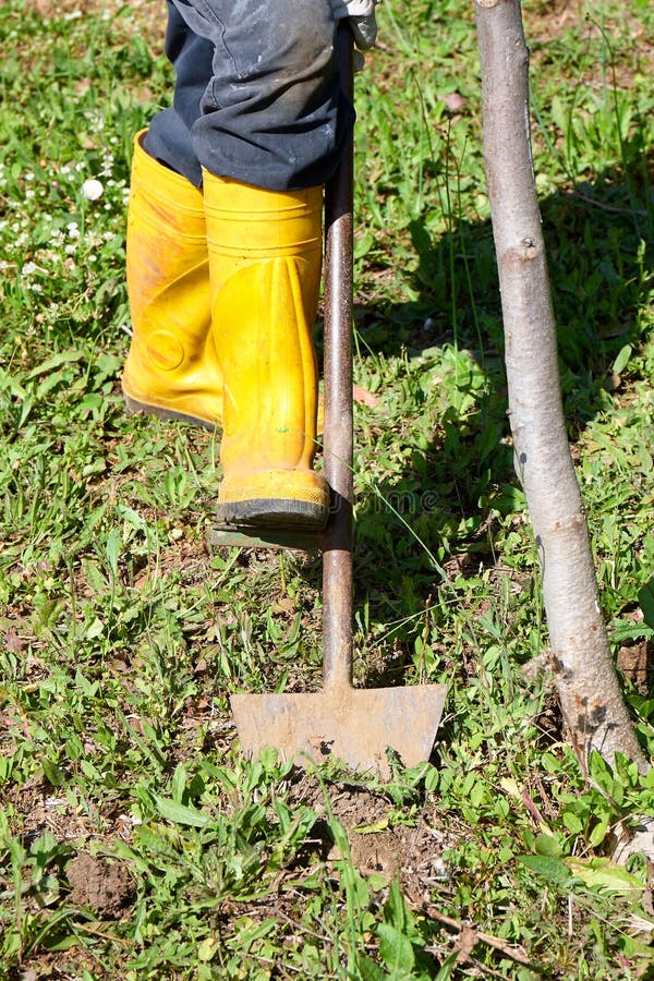 Farmer Yellow Boots Working Spade Field Closeup Stock Photo - Image of ...