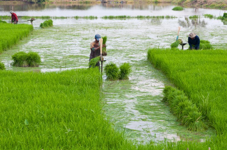 Farmers editorial stock image. Image of field, grass - 24044934