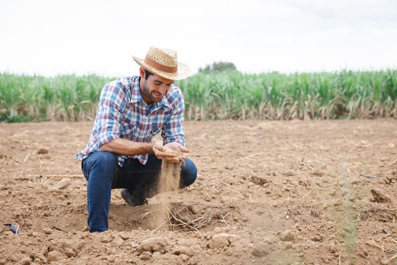 Farmers Check Soil Quality for Sugarcane Cultivation Stock Image ...