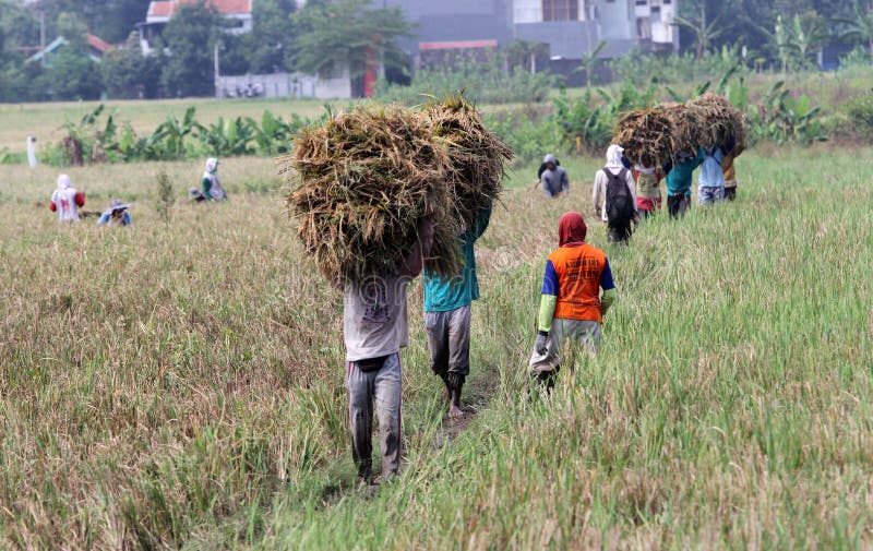 Farmers editorial image. Image of tree, agriculture, indonesia - 68799245