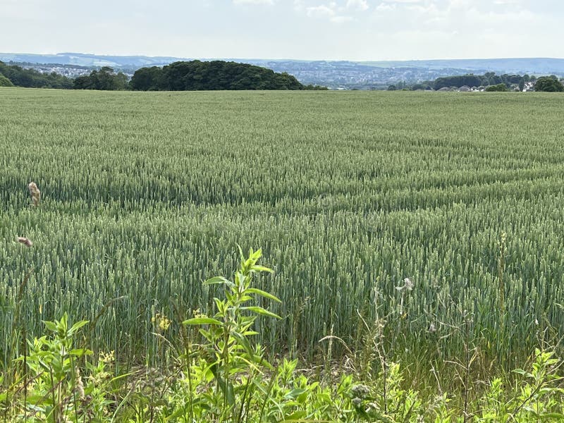 Farmers Field stock image. Image of wheat, crops, farmers - 249620785