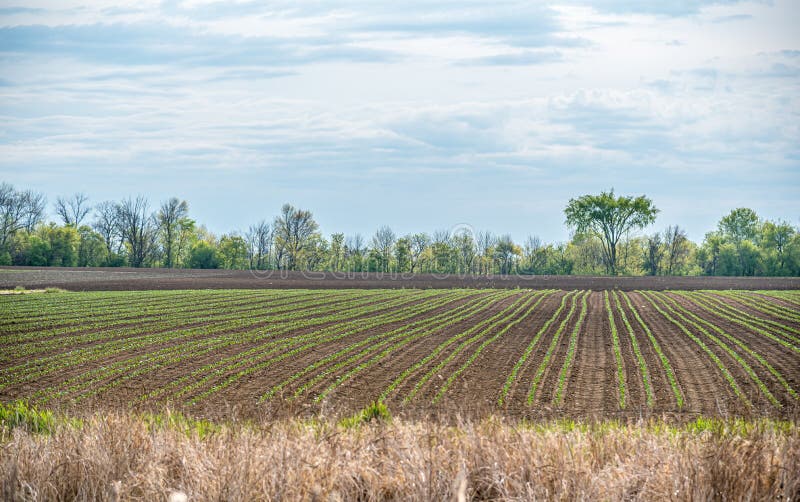 Farmers field stock photo. Image of morning, farm, season - 228531922