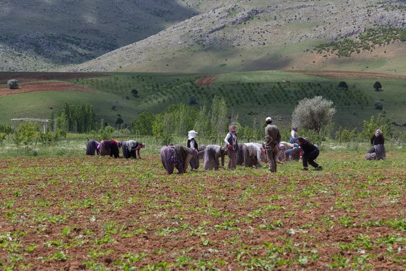 Farmers in field editorial stock photo. Image of hill - 76984678