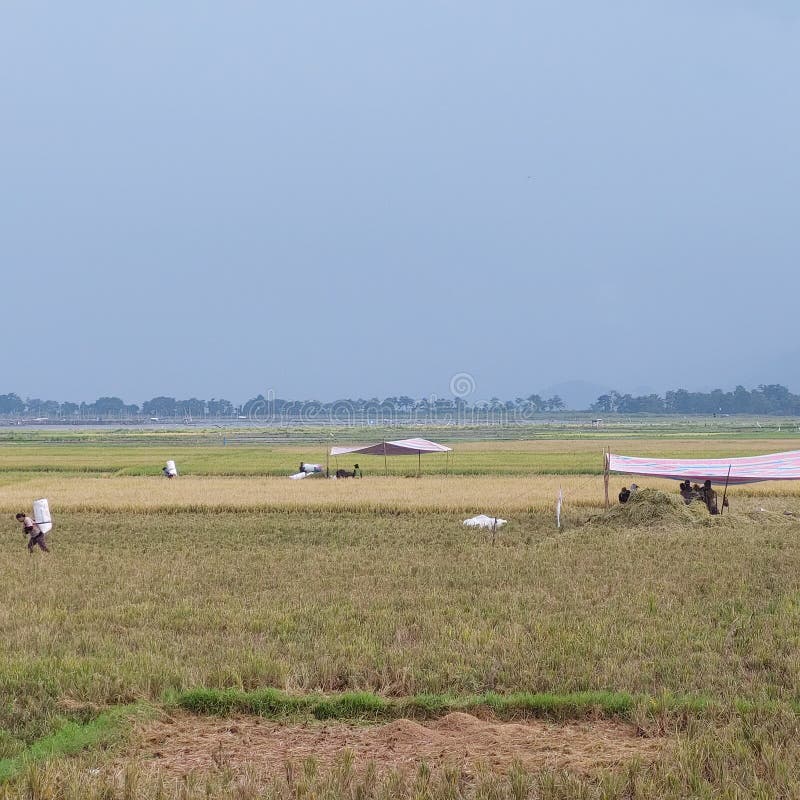 Farmers in the Fields Who are Harvesting Rice Plants Stock Image ...