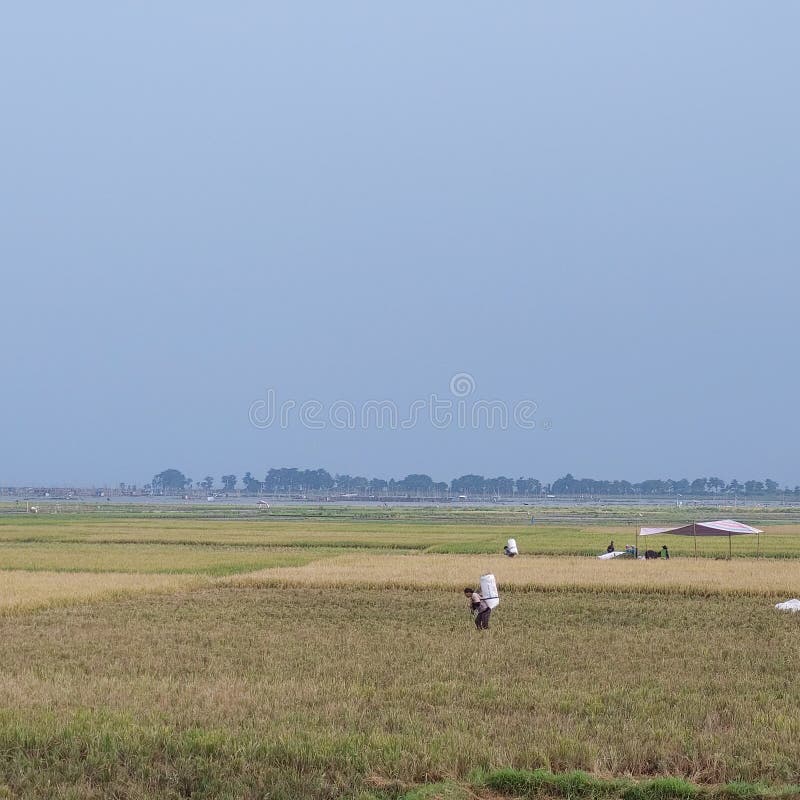 Farmers in the Fields Who are Harvesting Rice Plants Stock Photo ...
