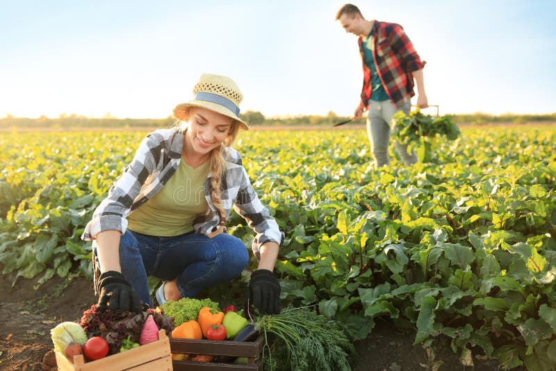 Farmers Gathering Vegetables in Field Stock Image - Image of outdoors ...