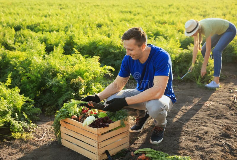 Farmers Gathering Vegetables in Field Stock Image - Image of outdoors ...
