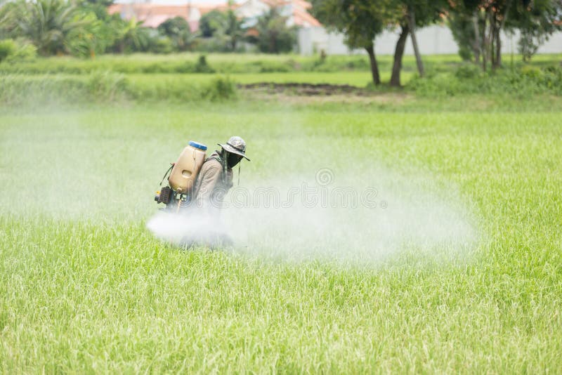 Farmers Get Rid of Insects in Rice Fields Stock Photo - Image of farmer ...