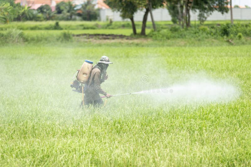 Farmers Get Rid of Insects in Rice Fields Stock Image - Image of grow ...