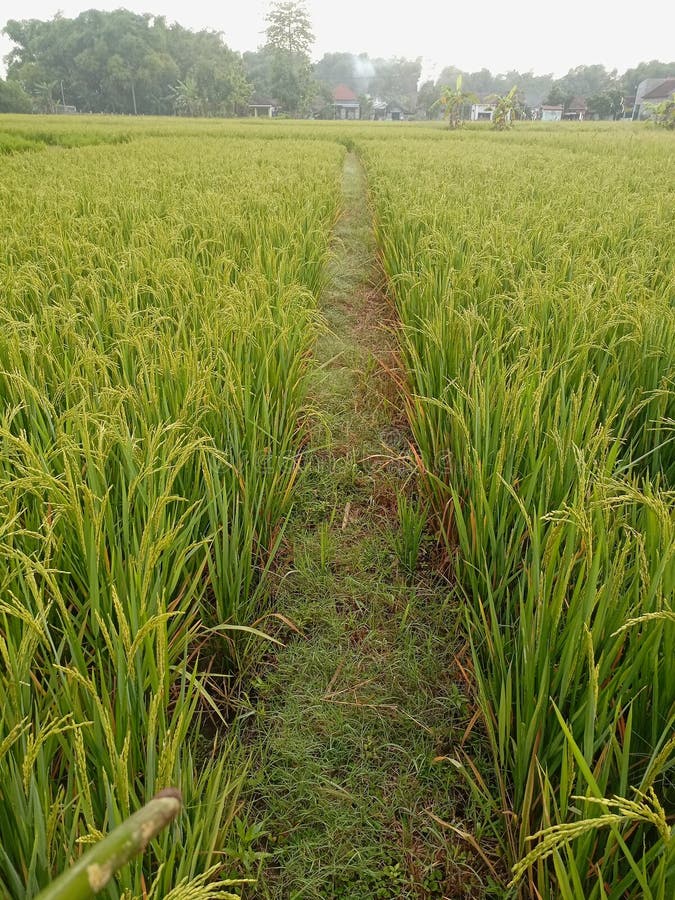 Farmers Grow Corn and Rice in Vast Paddy Fields Stock Image - Image of ...