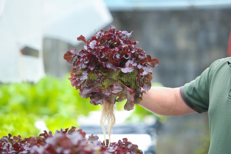 Farmers Grow Hydroponic Vegetables, Red Oak Stock Photo - Image of lettuce, industry: 322811438