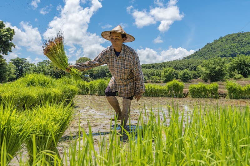 Farmers grow rice stock image. Image of colorful, eggplant - 73963607