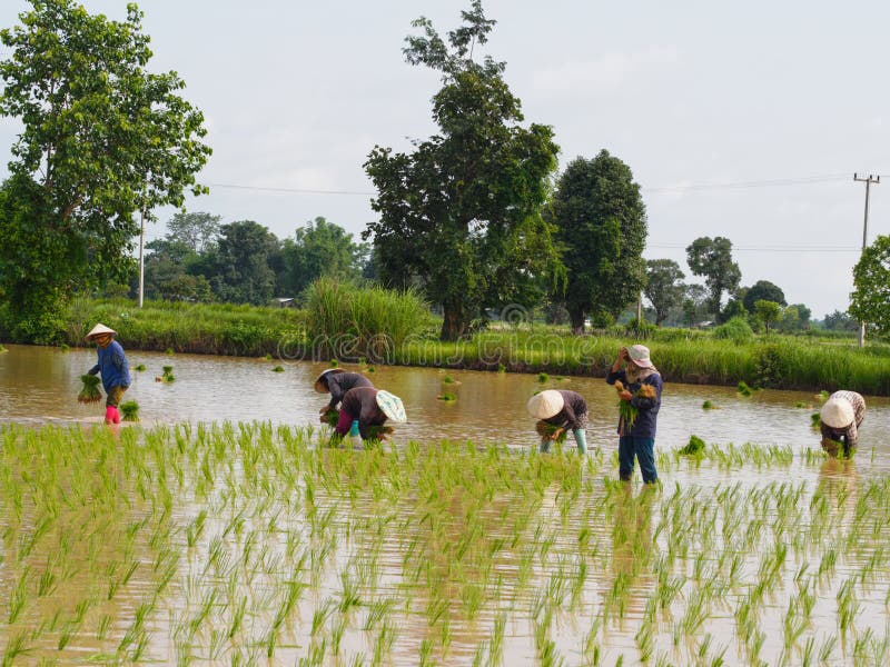 Agricultural in Rice Fields Editorial Photography - Image of life ...