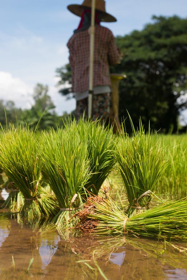 Farmers are Growing Rice Tree Stock Photo - Image of food, tired: 95055606
