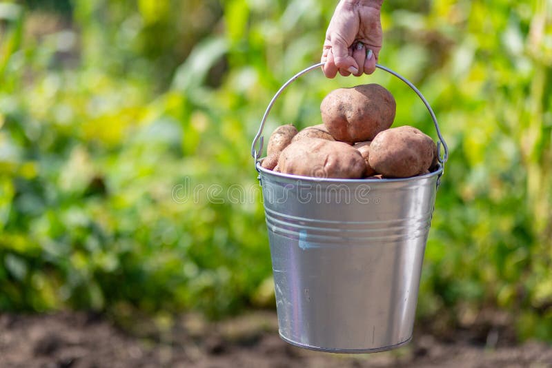 Farmers Hand with Freshly Harvested Potatoes Stock Photo - Image of ...