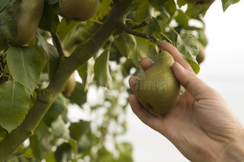 Farmers Hand Holding a Pear in the Tree Stock Photo - Image of leaf ...