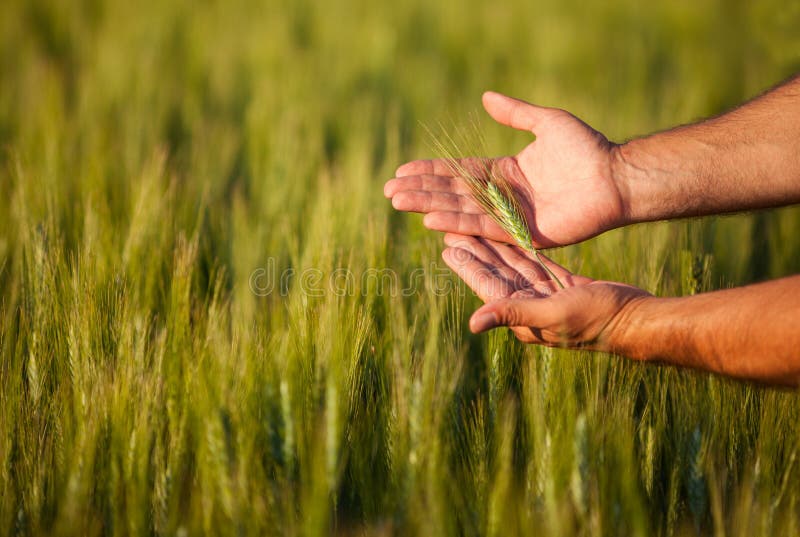 Farmers Hands stock image. Image of lifestyle, food, palm - 73342675