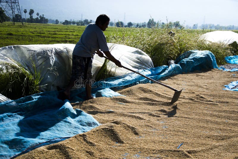 Farmers Harvest in the Paddy Field. Editorial Photo - Image of life ...