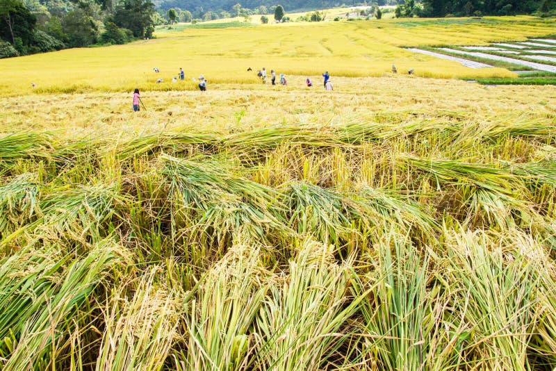 Farmers Harvest Rice in Rice Fields Stock Image - Image of human ...