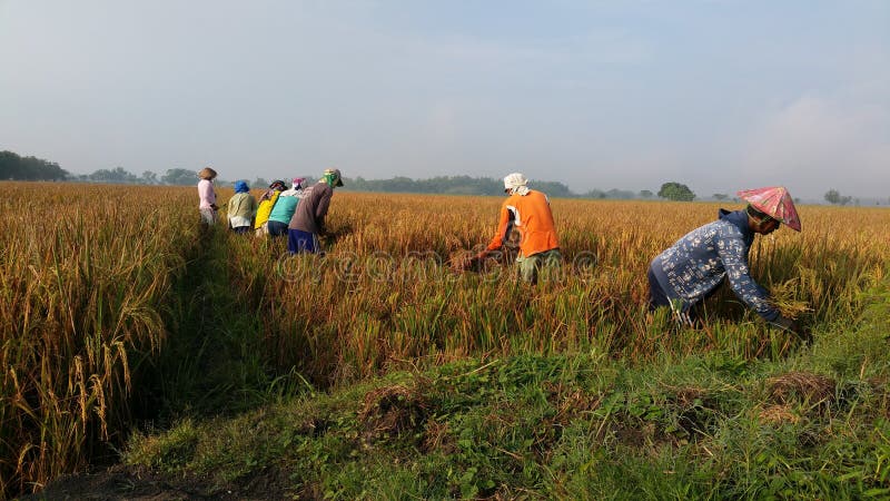 Farmers are Harvesting Rice Editorial Photo - Image of flower, farmers ...