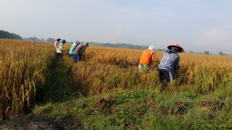 Farmers are Harvesting Rice Editorial Image - Image of plain, hill ...