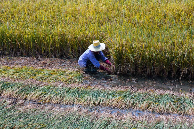 Farmers are Harvesting Rice. Stock Image - Image of growth, countryside ...