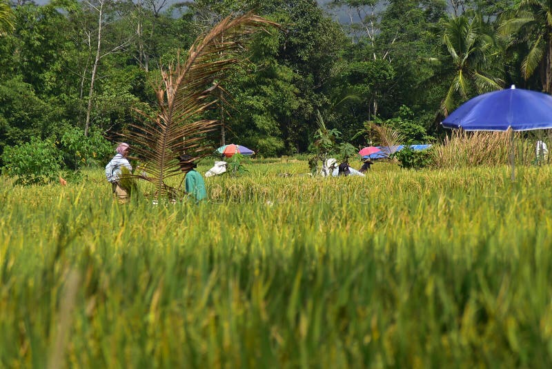 Farmers are Harvesting Rice Editorial Stock Photo - Image of fields ...