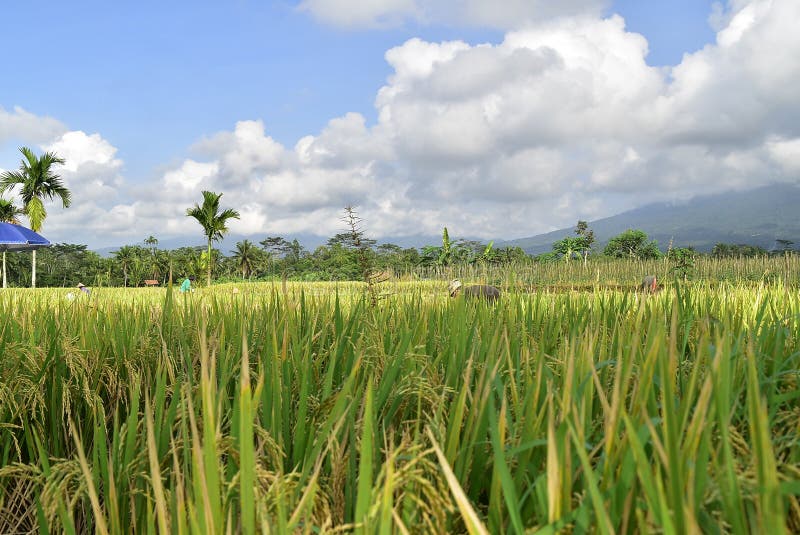 Farmers are Harvesting Rice in a Rice Field, Tasikmalaya, West Java ...
