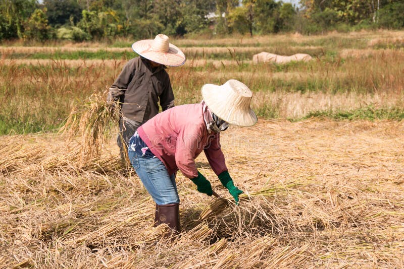 The Farmers Harvesting Rice Editorial Photography - Image of farm ...