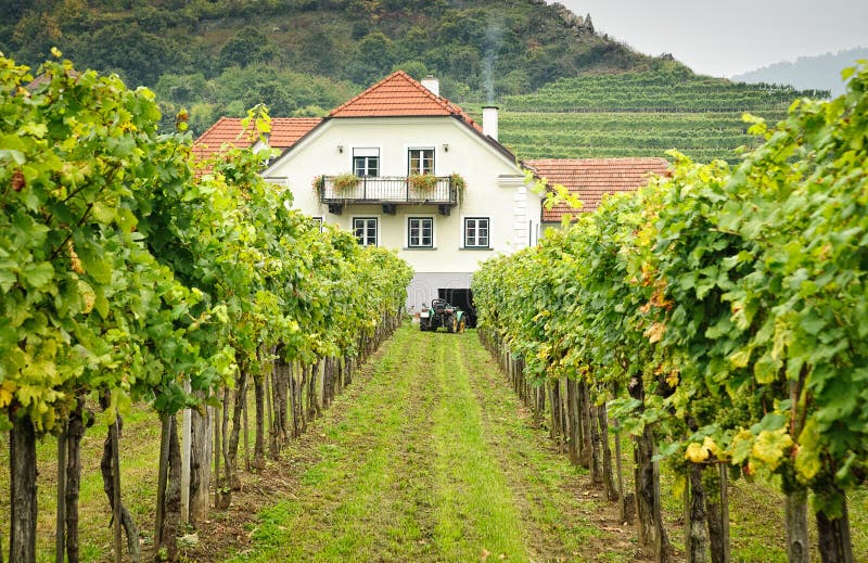 Farmers House in a Vineyard Stock Image - Image of plant, countryside ...
