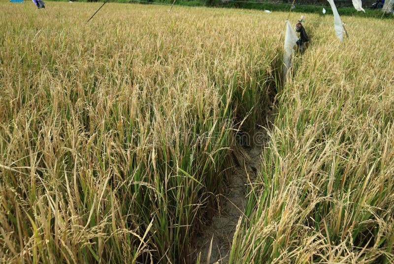 The Installation Secures Rice before Harvest Stock Image - Image of ...