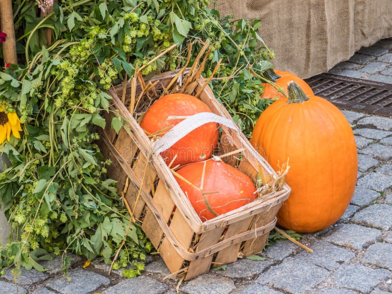 Fall Food Background with Variety of Colorful Pumpkins , Chocolate ...