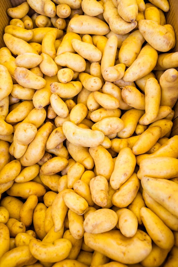 Multi-colored Fingerling Potatoes at an Outdoor Farmers Market. Stock ...